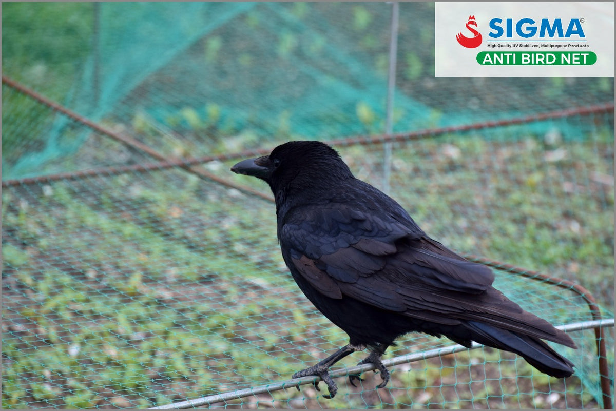 SIGMA Anti Bird Net Pigeon Net Hdpe UV Stabilized 12 Ply White – Sigma ...