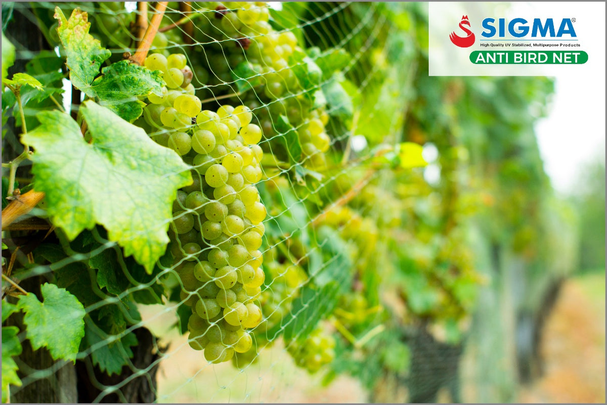 SIGMA Anti Bird Pigeon Net Hdpe UV Stabilized 12 Ply Green – Sigma Poly ...