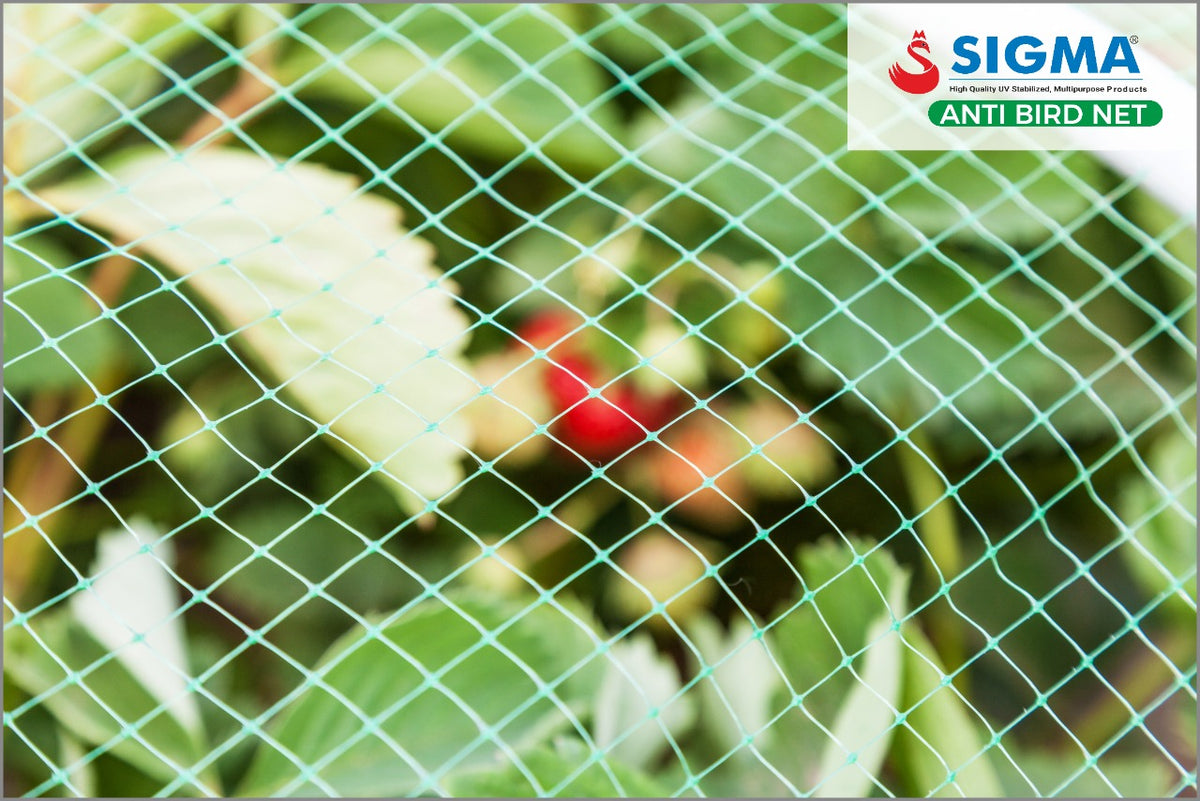 SIGMA Anti Bird Net Pigeon Net Hdpe UV Stabilized 12 Ply White – Sigma ...